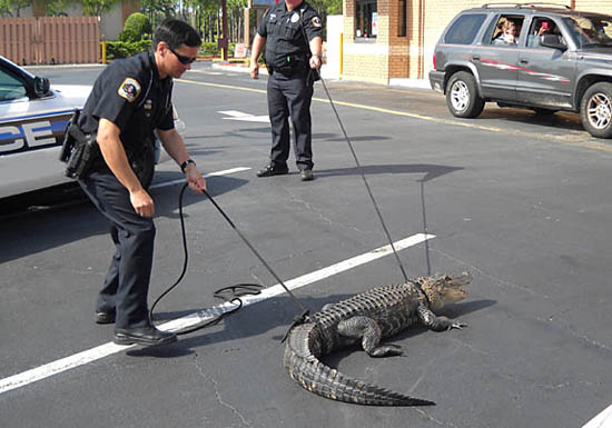 Training for Police and Animal Encounters